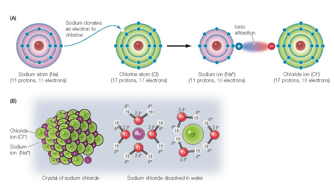 CHEMICAL BONDS - pediagenosis