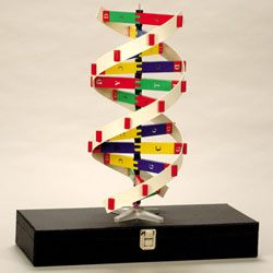 Unseen Rare Collection: DNA Model Project,Molecule,Mutation,Labeled ...