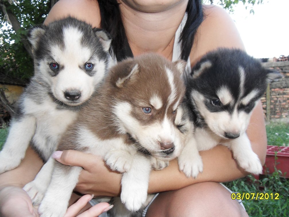 SIBIRSKI HASKI NA PRODAJU: SIBIRSKI HASKI PRODAJA