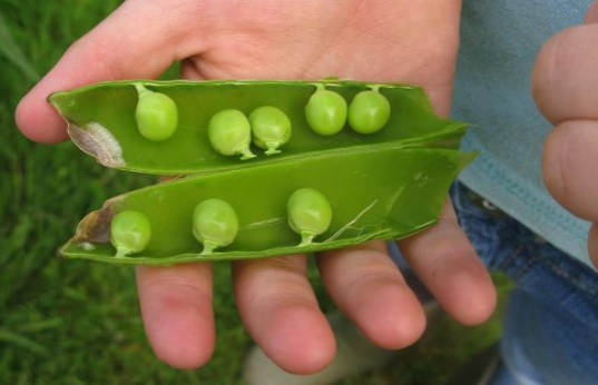 Nursery: Pea Counting!