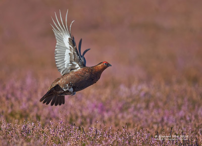 Wildlife Photographic Journals: Red Grouse in Purple Haze
