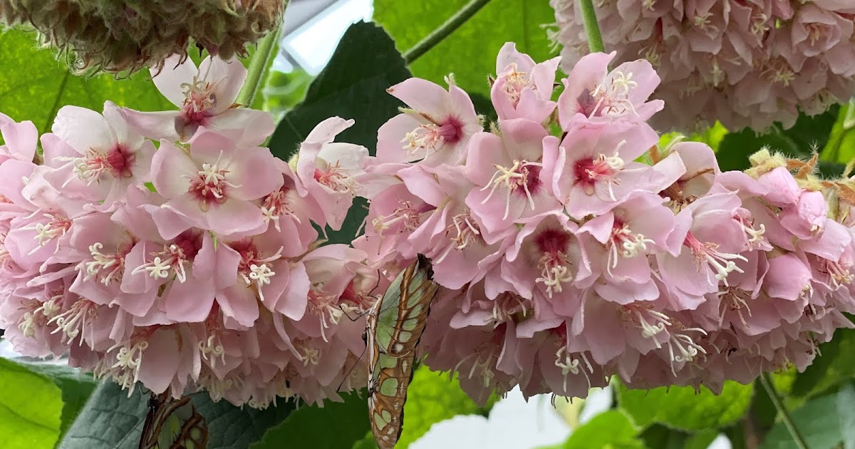 What's Blooming: Tropical Hydrangea