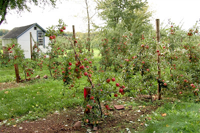 Capadia Designs: Apple Picking