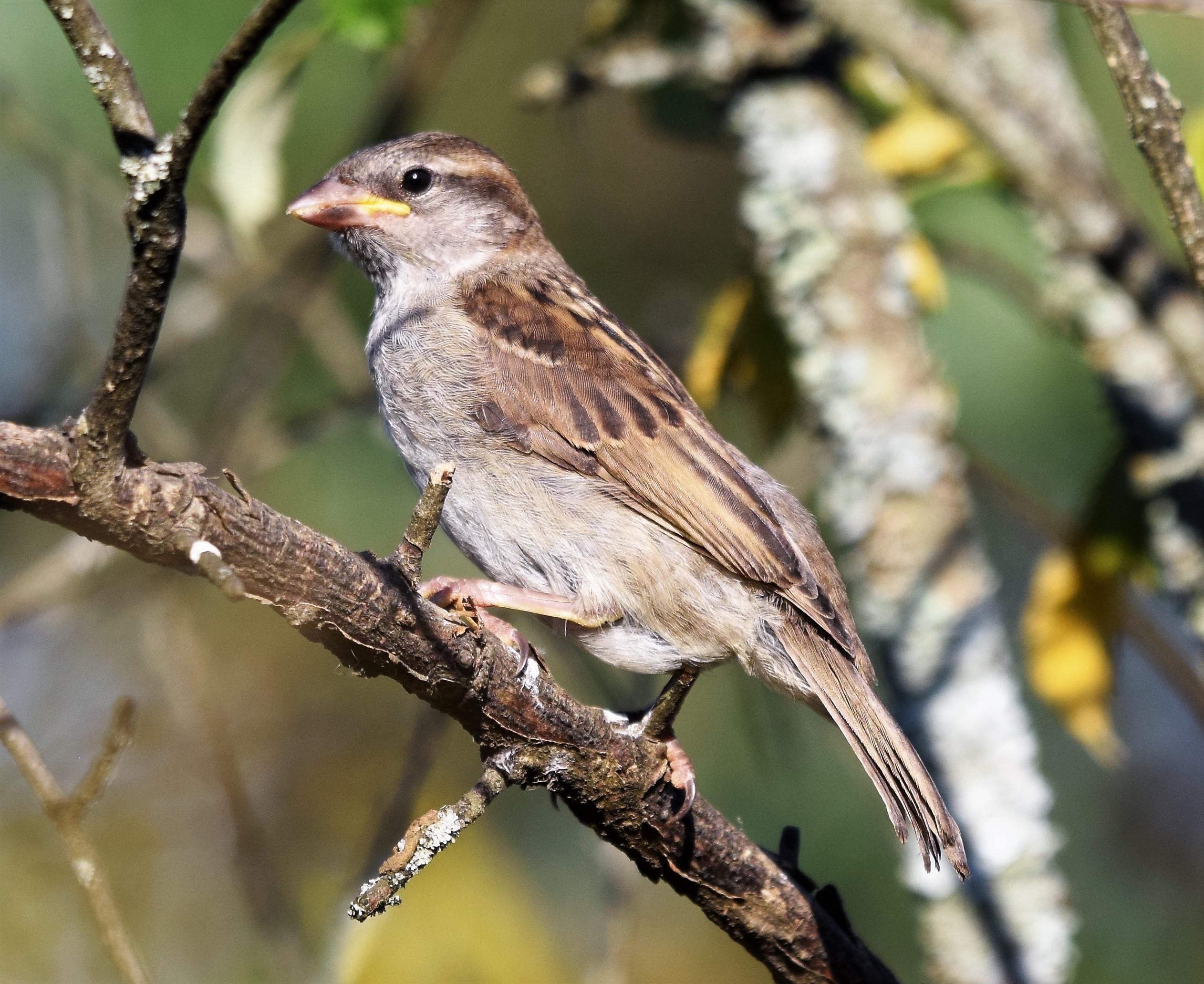 Imagens da vida animal: Por terras da Beira (XX): Pardal-comum (Passer ...