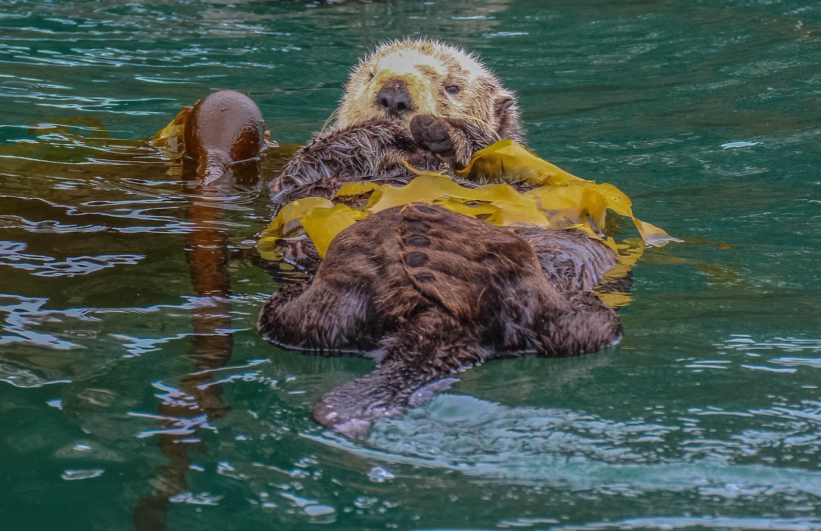 Cannundrums: Northern Sea Otter - Kenai Peninsula, Alaska