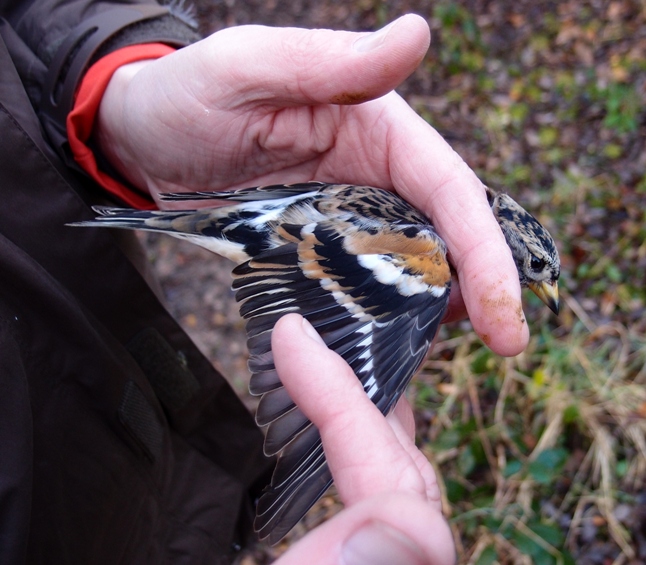 Two in a bush: Bramble finch fest and a Waxwing too