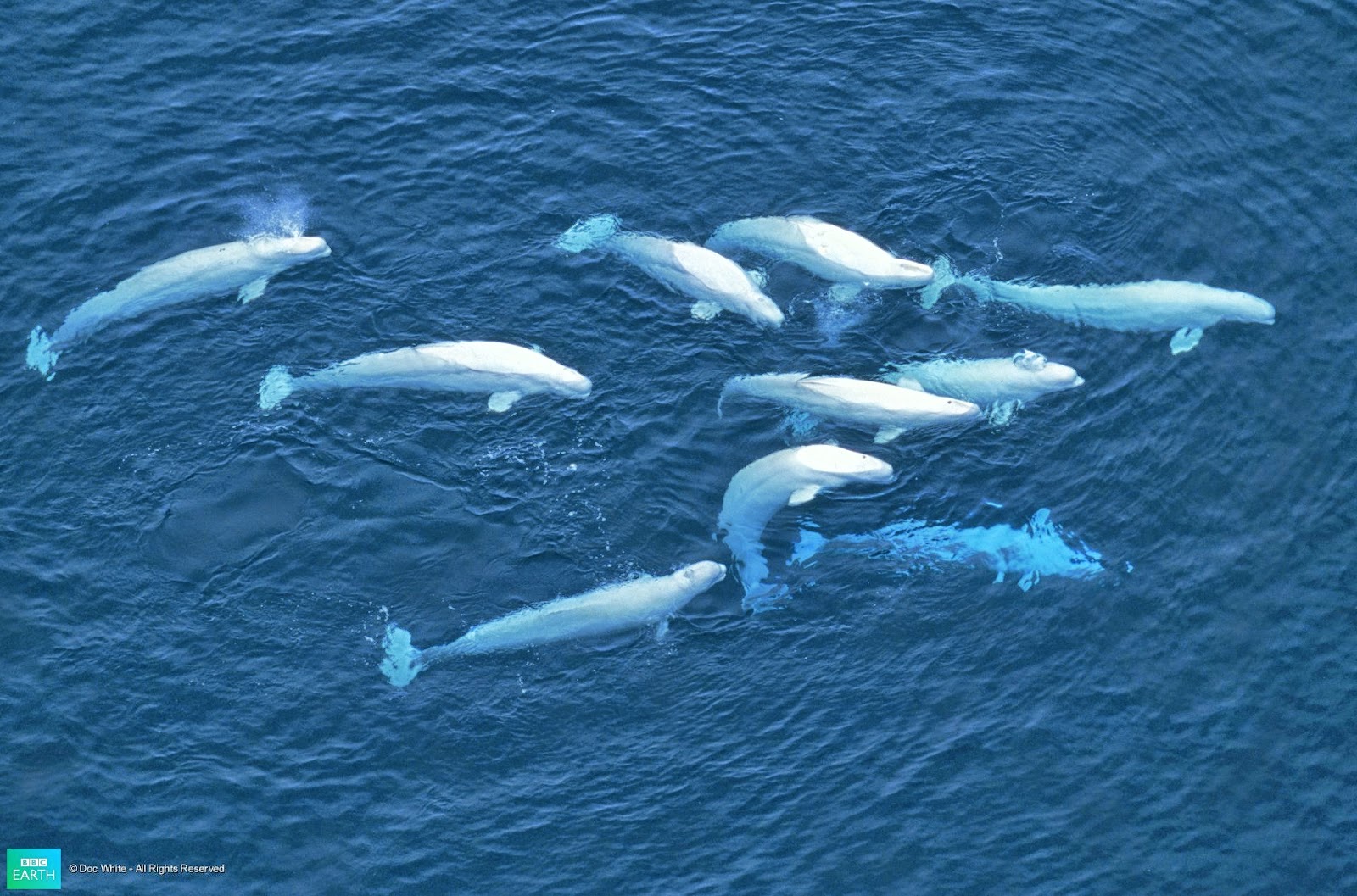 ΛΕΥΚΗ ΦΑΛΑΙΝΑ photos - wallpapers | the fun bank