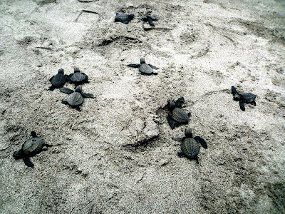 How I Seize The Day: Pawikan Festival