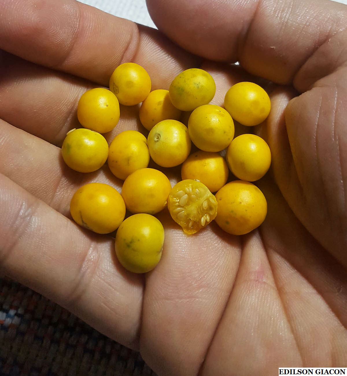 Fruta Amarela Pequena Com Caroço Azeda - FDPLEARN