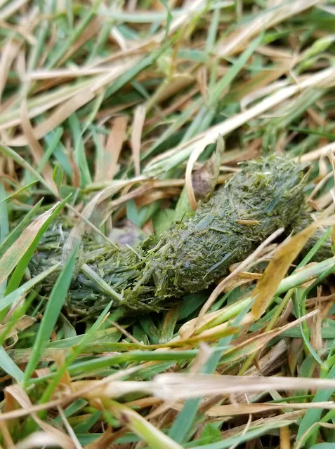 How Much Do Geese Actually Poop? - Fresh Eggs Daily® with Lisa Steele