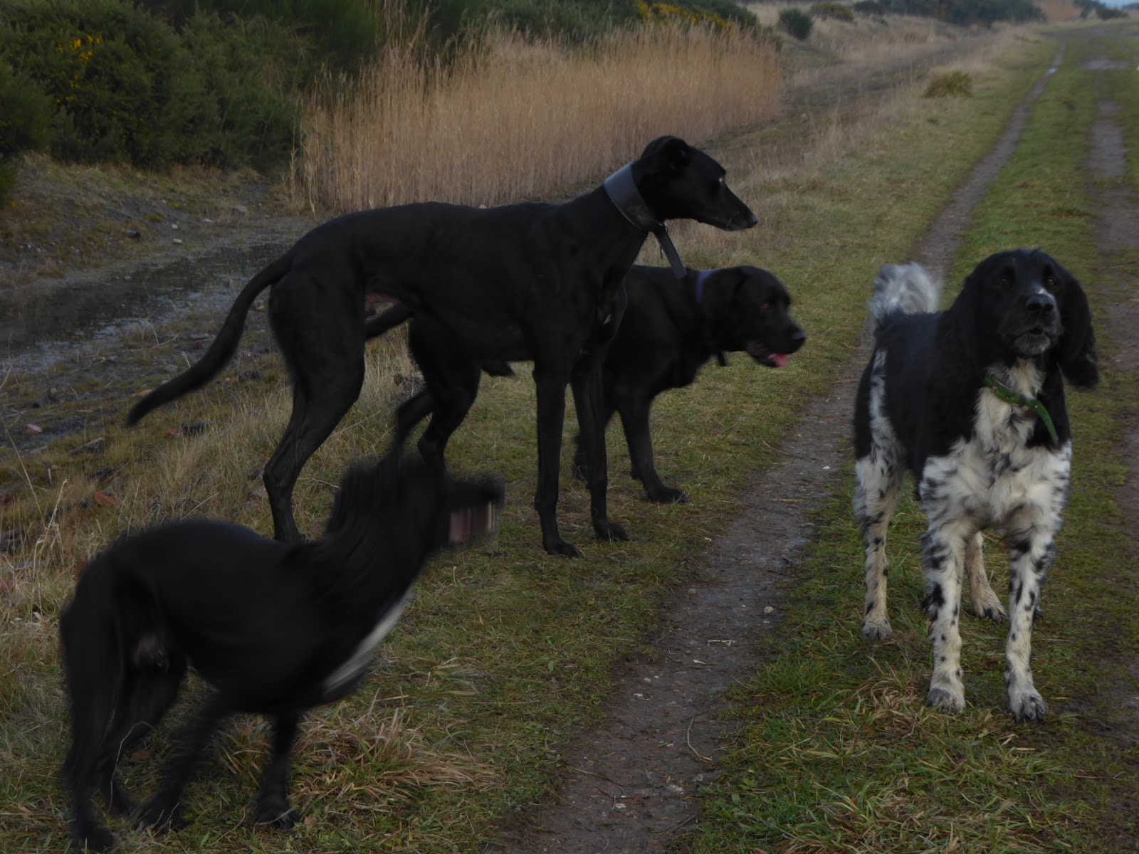 Dog Blog: Ozzy and all the black dogs, chasing crows and splashing about