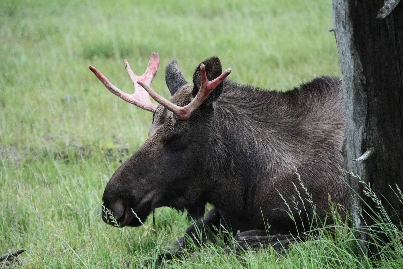 Alaska: Anchorage og vilde dyr