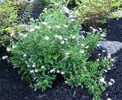 Future Plants by Randy Stewart: Kalimeris - Japanese Aster