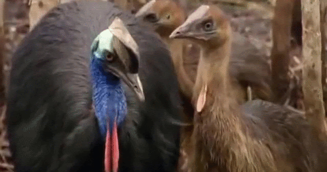 GEOGRAFI LINGKUNGAN: KASUARI : UNGGAS RAKSASA DARI INDONESIA TIMUR