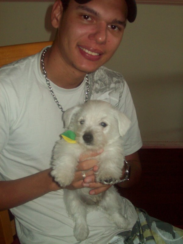 nananeves: West Highland White Terrier (Cachorrinho da IG)