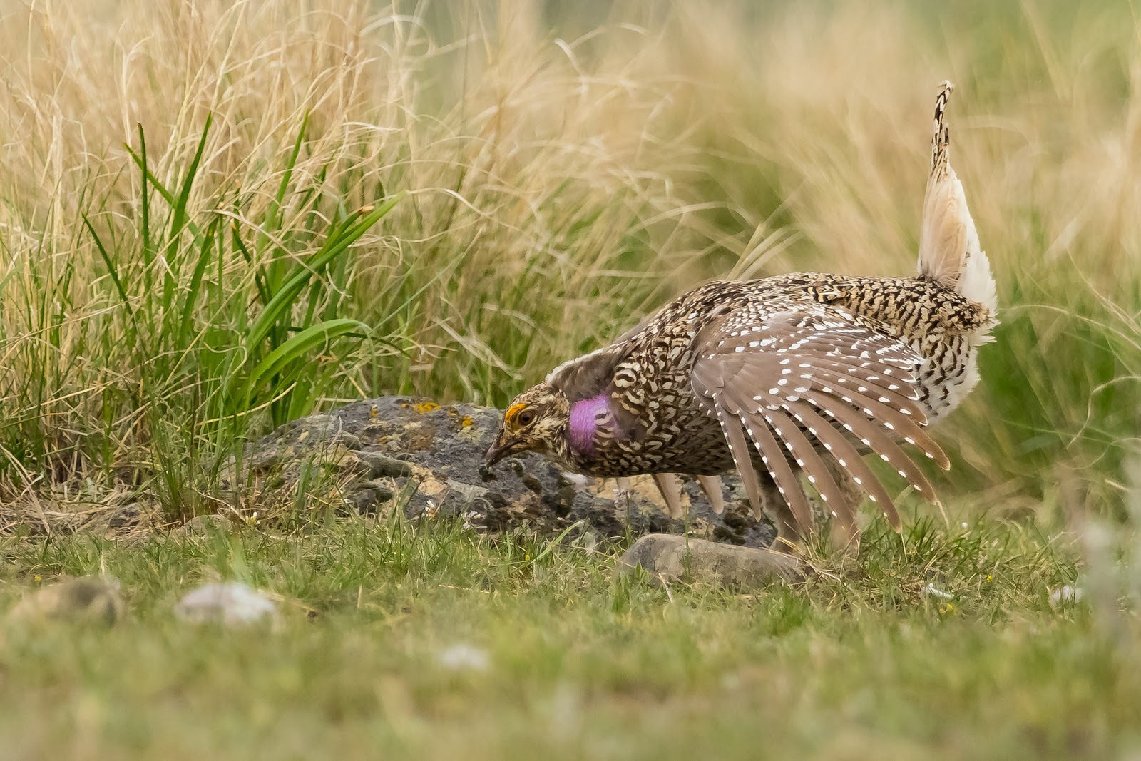 The magic of seeing Sharp-tailed Grouse on the Lek!