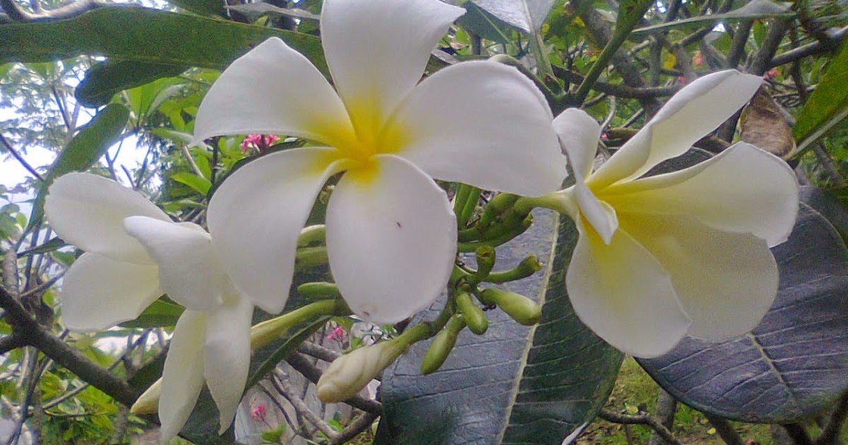 12+ Pohon Bunga Kamboja Putih