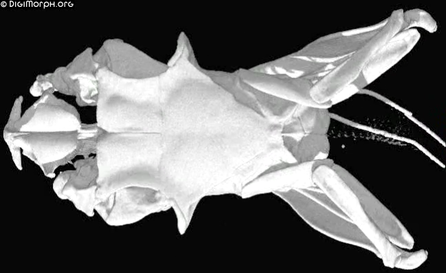 Life is short, but snakes are long: Do snakes have a third eye?