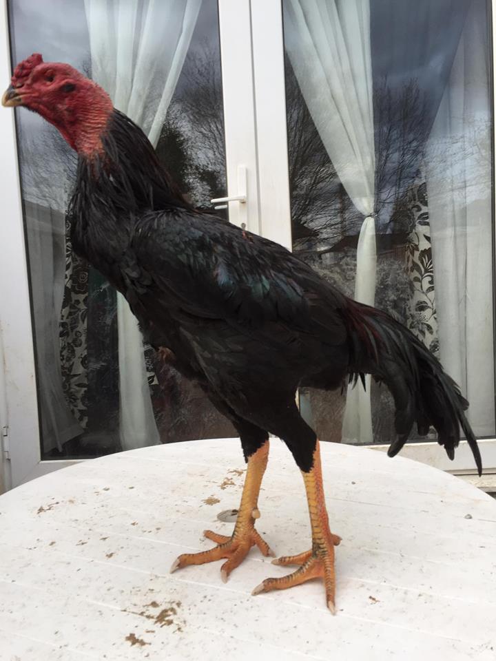 Ganoi X Asil | Ganoi Asil Mix | Ganoi Asil Hybrid | Raja Asil