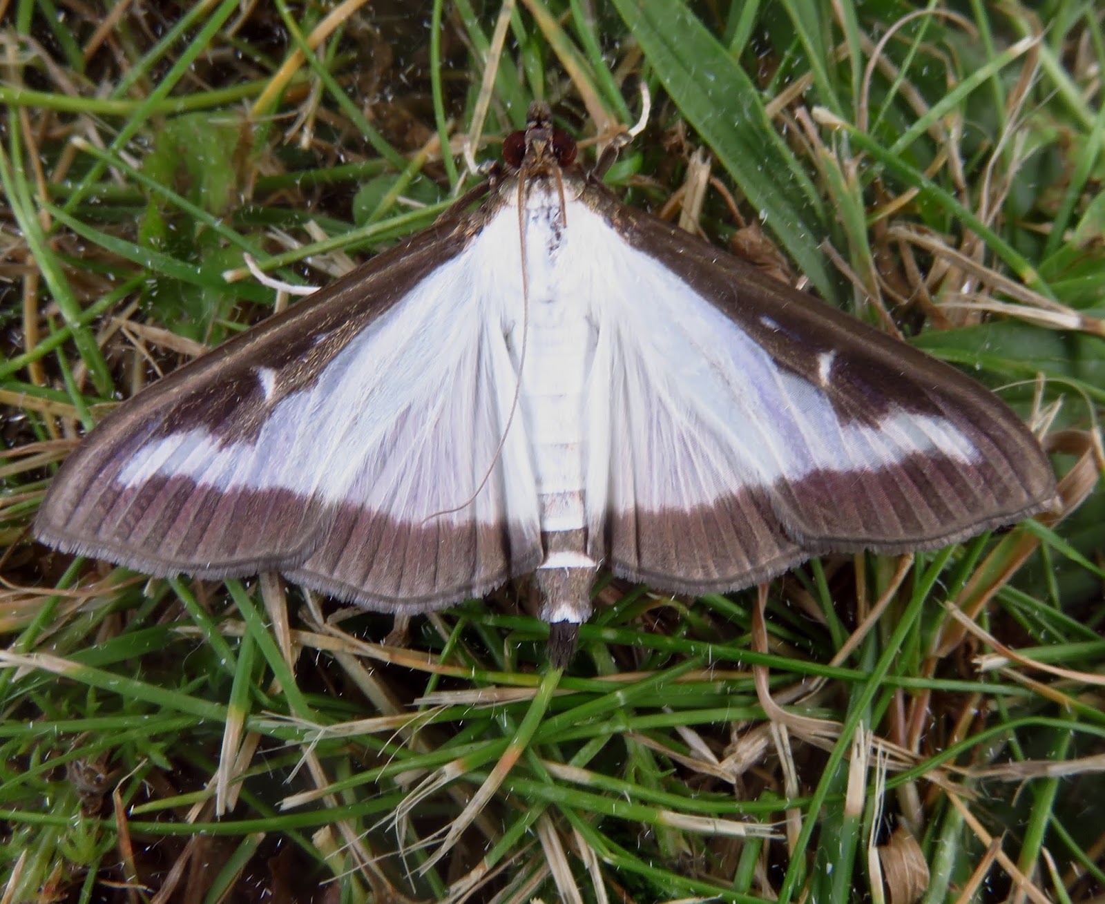 MERSEA WILDLIFE: GARDEN HAWKMOTHS