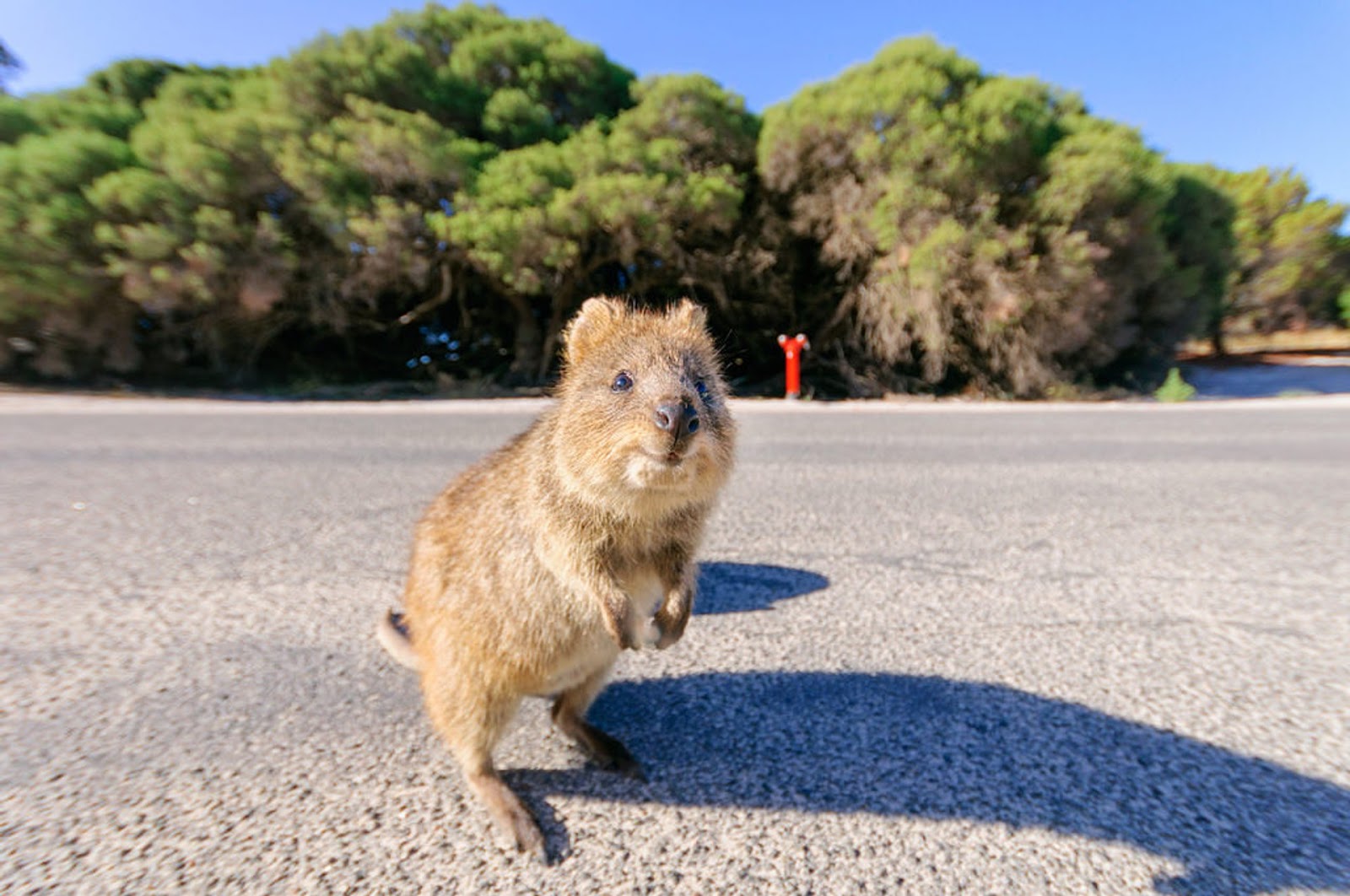 ANIMALS TIME : The 10 cutest quokkas pics (las 10 fotos más tiernas de ... ANIMALS TIME : The 10 cutest quokkas pics (las 10 fotos más tiernas de ...