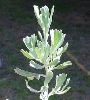 Let it fly!: Nevada's State Flag: Battle Born