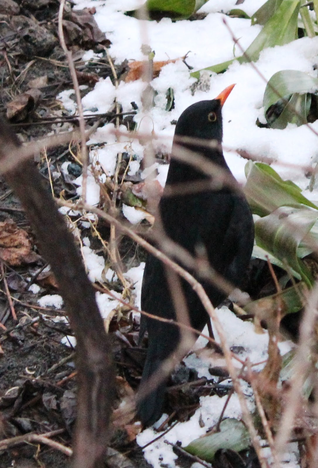 Ştiinţă pentru toţi: MIERLĂ - Turdus merula