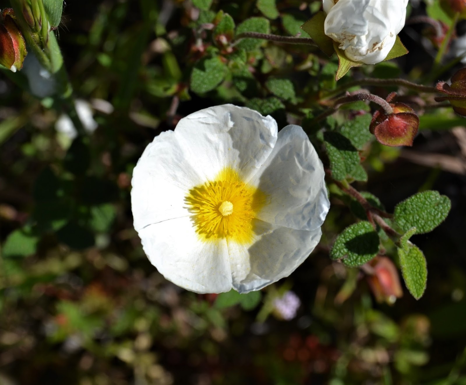 Plantas: Beleza e Diversidade: Sinais de Primavera - Plantas em flor ...