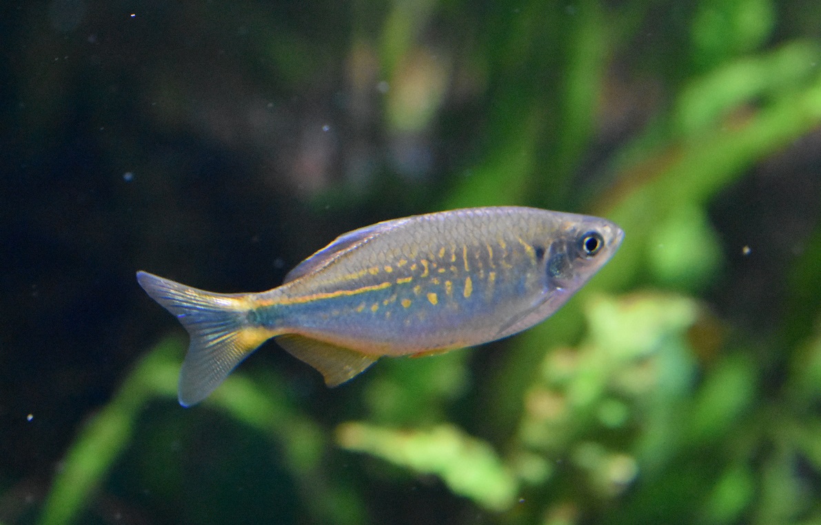 ZOOTOGRAFIANDO (6.100 ANIMALS): DANIO DE BENGALA / BENGAL DANIO (Danio ...