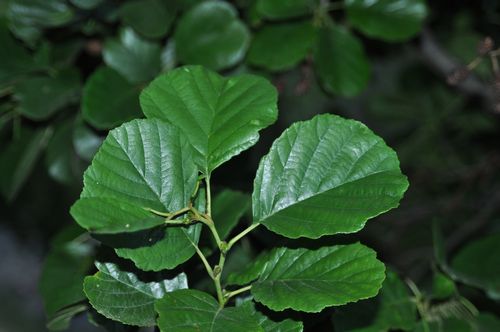 BIODIVERSIDAD COSTA GRANADINA Y...: Aliso, aliso negro (Alnus glutinosa)