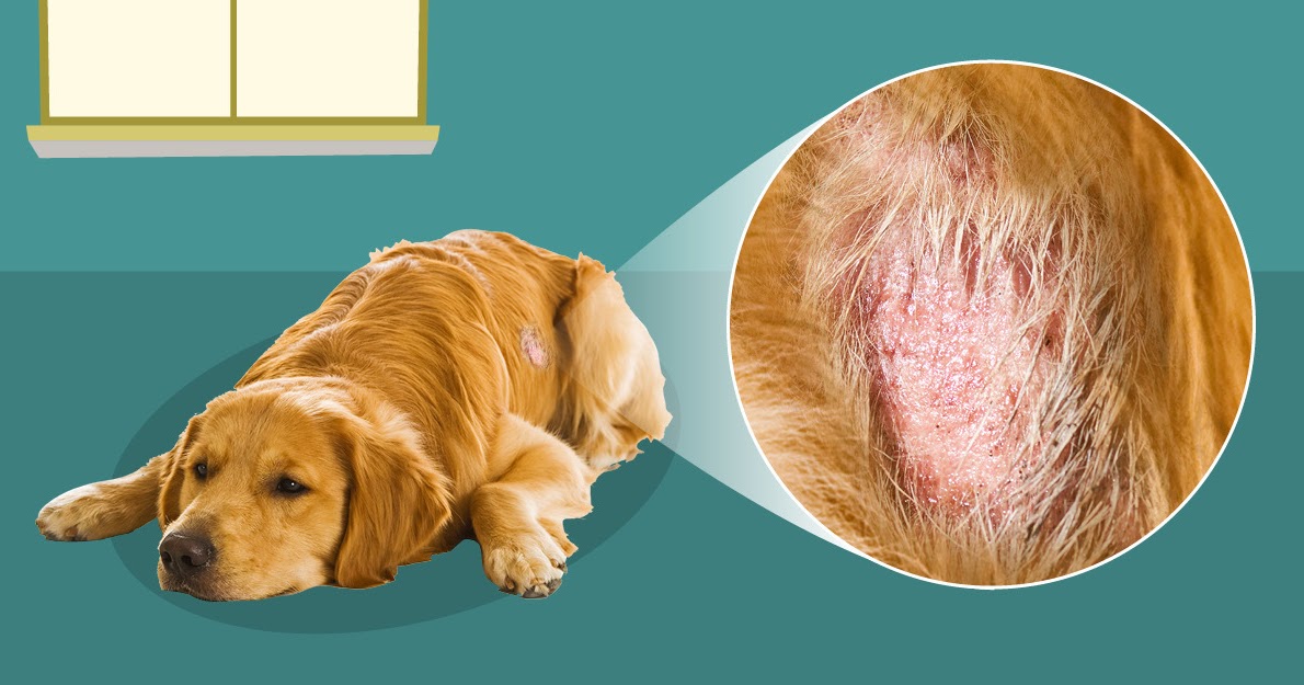 7 Steps To Manage Dog Skin Conditions - dog lovers