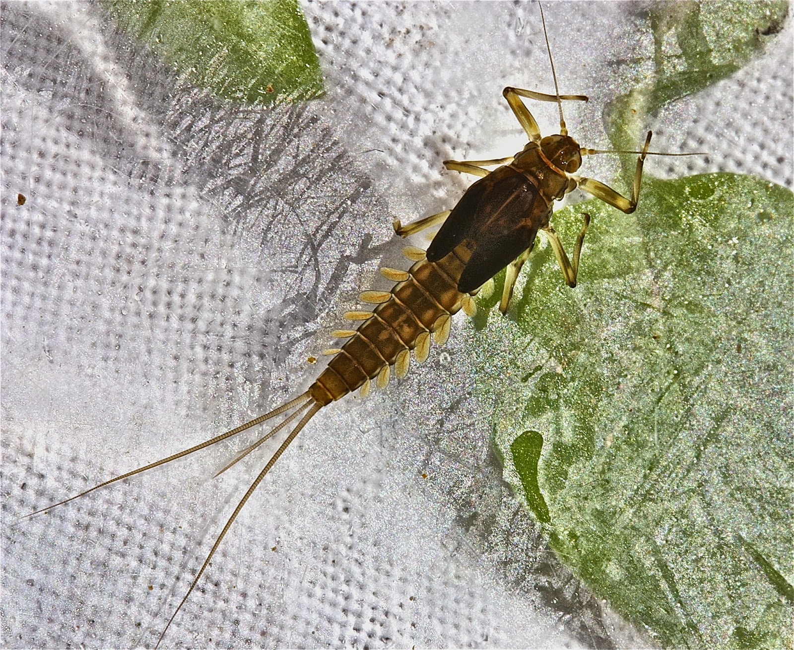 Aquatic Insects of Central Virginia: September 2013