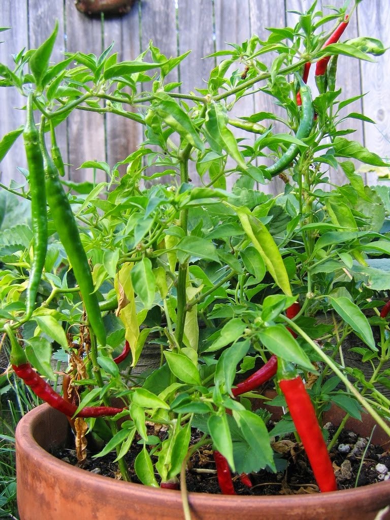 PUTRA GARDEN BALI: 7 Jenis Tanaman Dapur Yang Mudah Ditanam Di Pot Atau ... PUTRA GARDEN BALI: 7 Jenis Tanaman Dapur Yang Mudah Ditanam Di Pot Atau ...