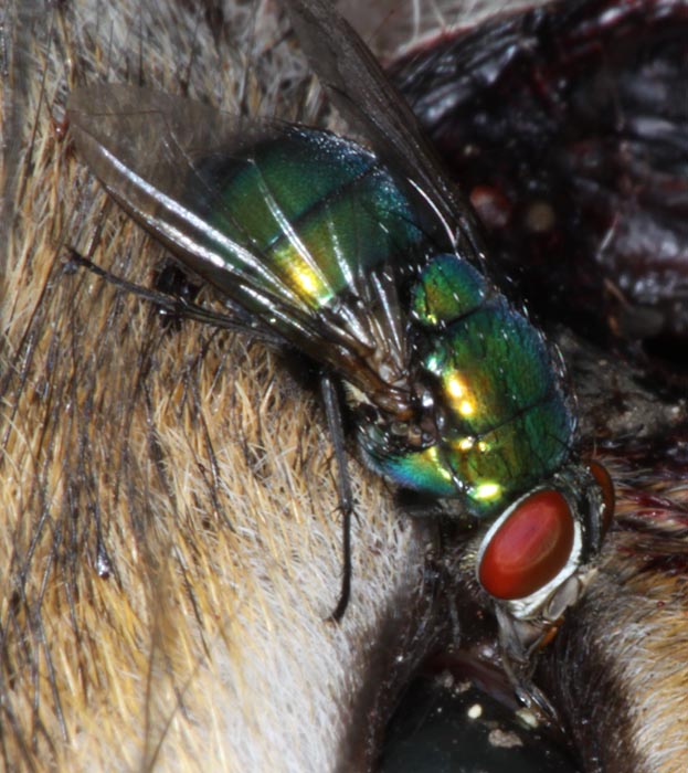 All of Nature: Flies as Decomposers-Disgusting but Necessary