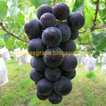THOMASGRAPE: STOCK BIBIT ANGGUR
