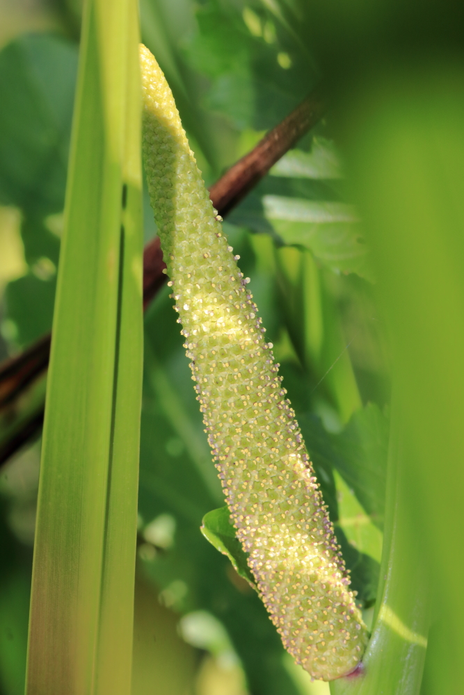 1000 Leidse soorten: Soort van de week 2: Kalmoes - Acorus calamus