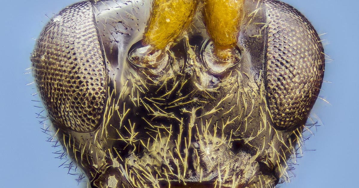 Utgångspunkt 63° 31,x' N - 22° 31,x' O: Exallonyx ater