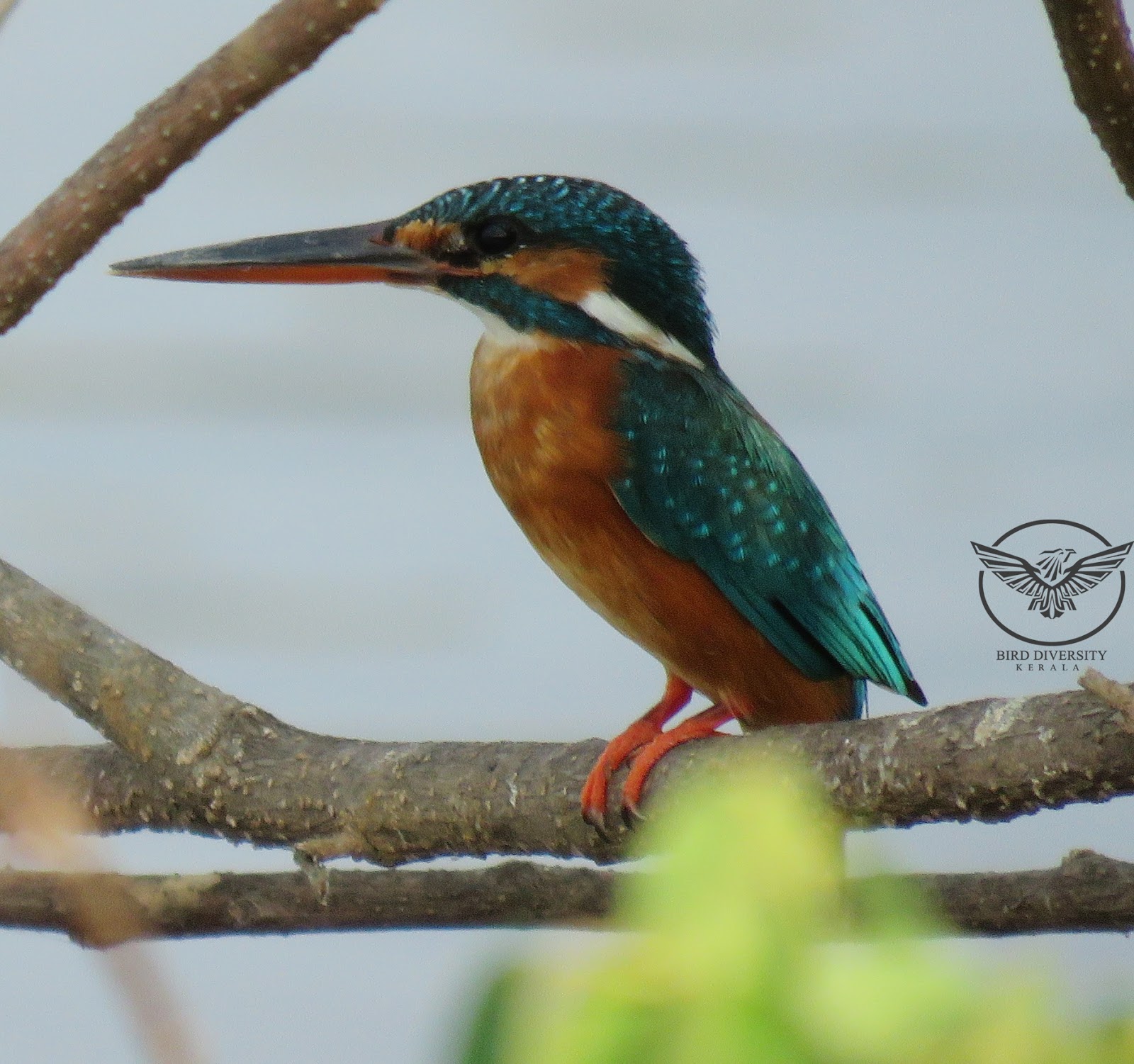 Common Kingfisher - Neela Ponman ( നീല പൊൻമാൻ )