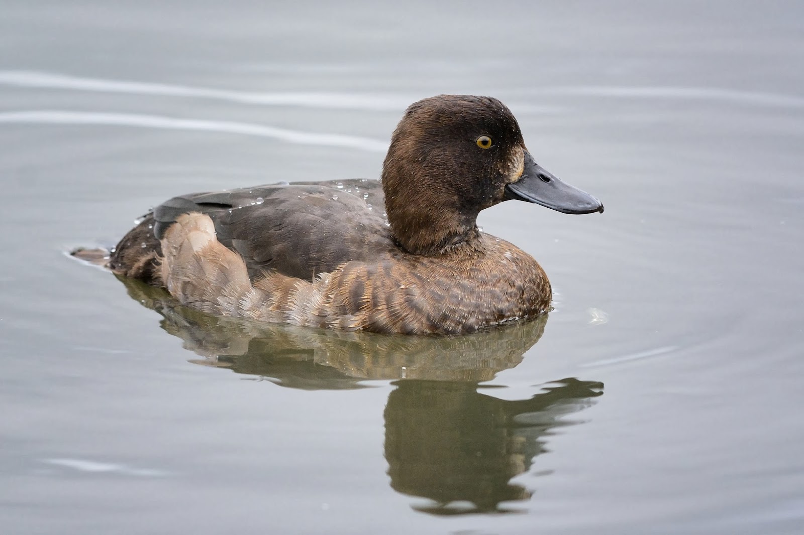 Knuts fugleblogg: Toppand