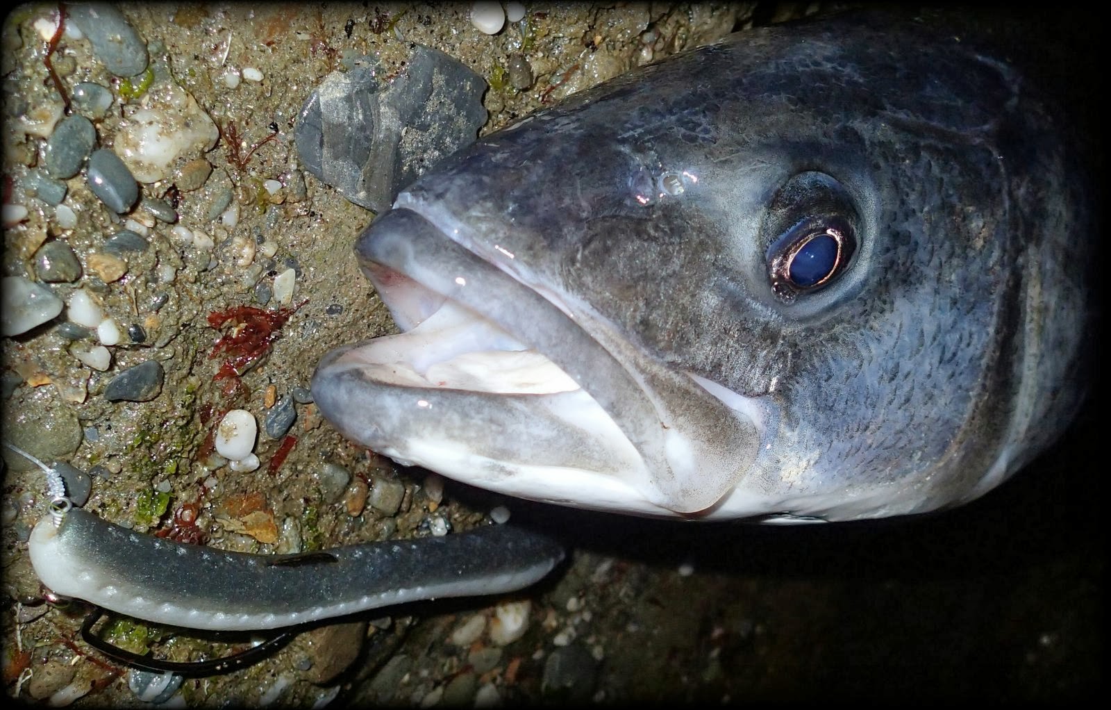 David's Bass Fishing Blog.: Crawling with Fish...