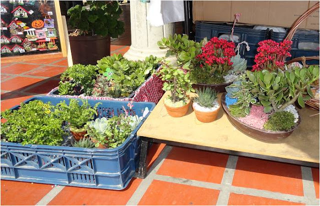 La Doctora De Las Plantas: Plantas crasas en macetas: ideas para ...