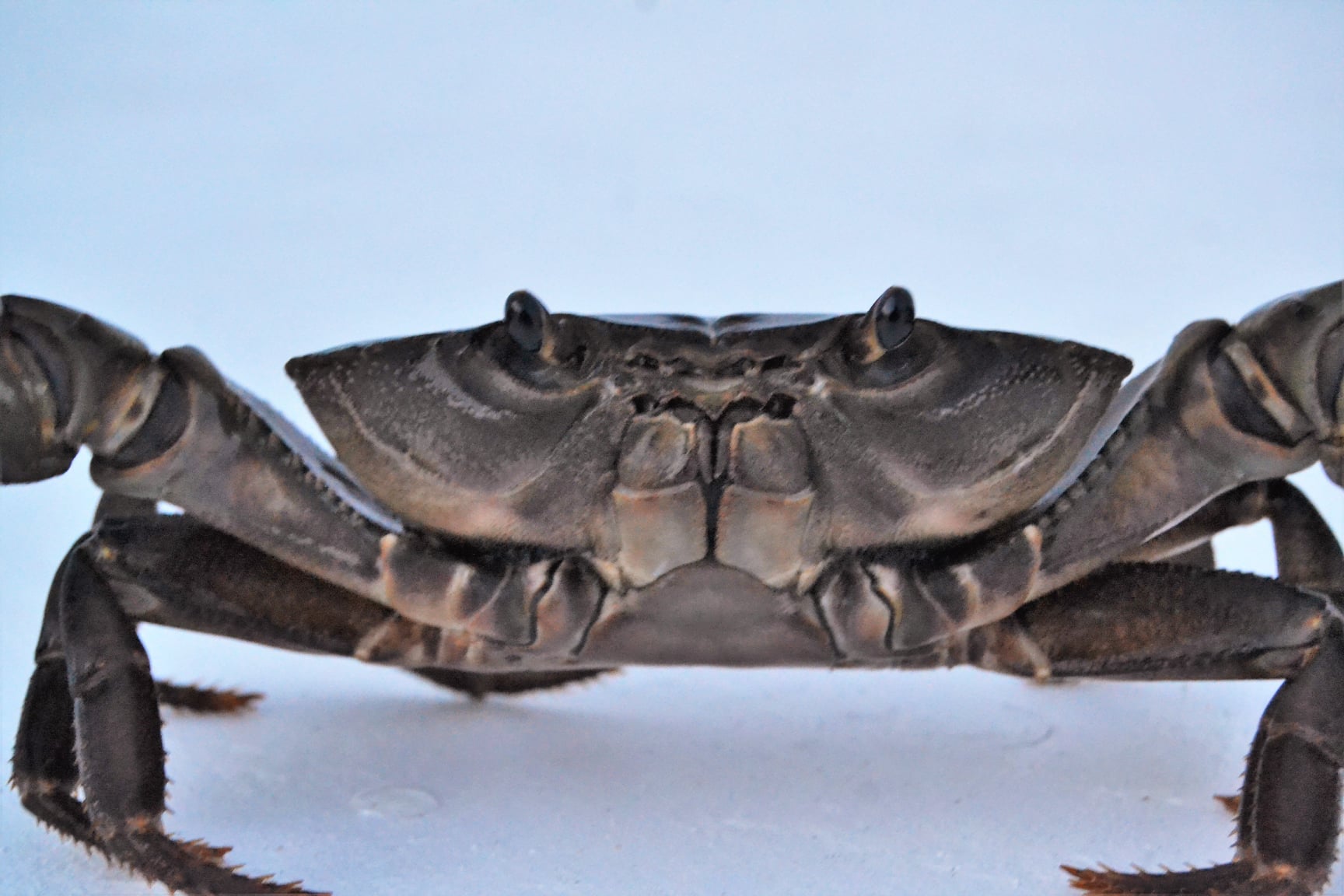 Jaiba o Cangrejo de río de la Hispaniola. | Fauna Dominicana
