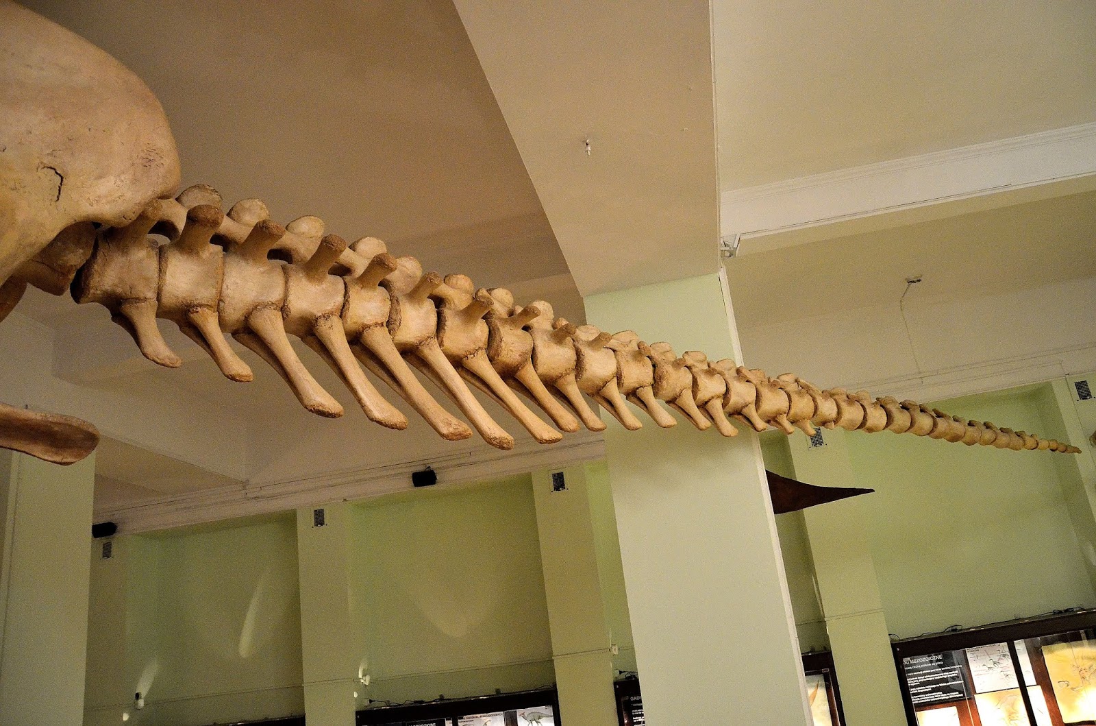 Equatorial Minnesota: Your Friends The Titanosaurs, part 21: Nullotitan ...