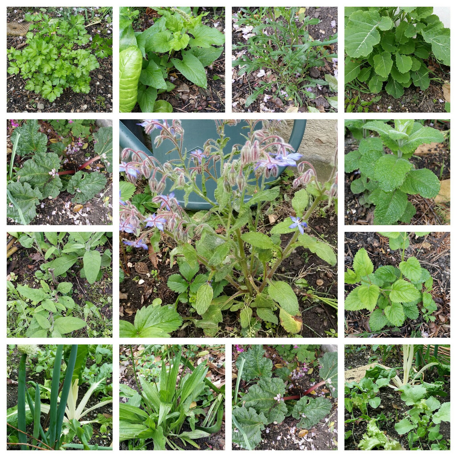 Mon Petit Nuage...: Green your house ♡ 3