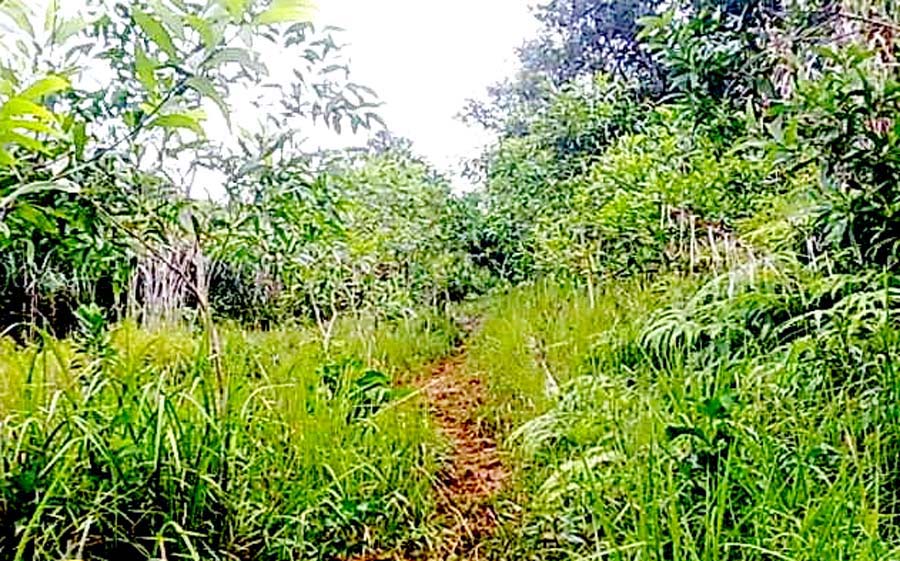 Mambulaoans WorldWide Buzz: Johson Gold Mining in tree planting program