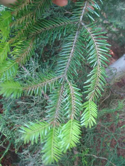 Fotografiando plantas: Abeto común