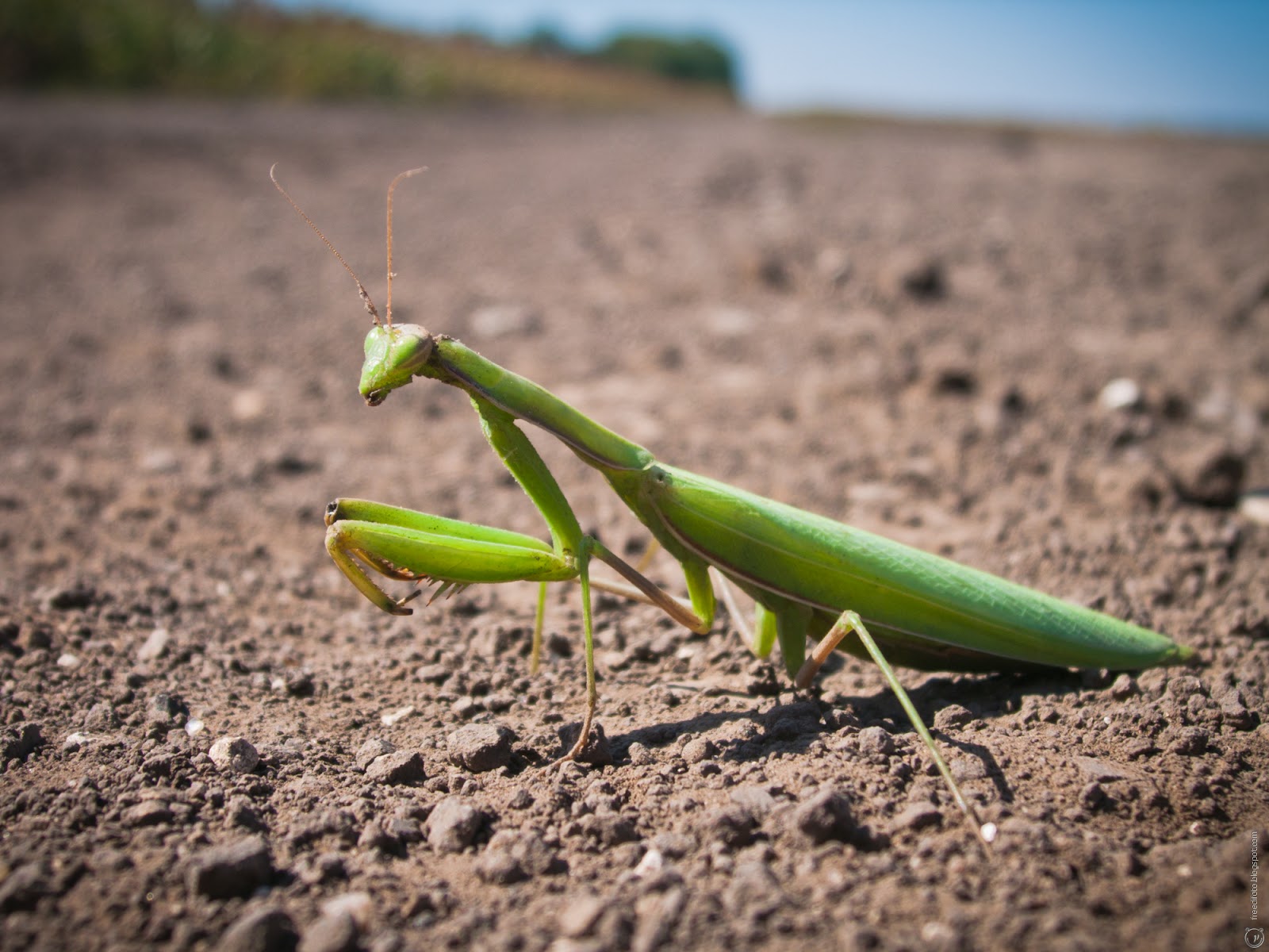 Free use Photo mantis - FreeDifoto, Landscapes free download