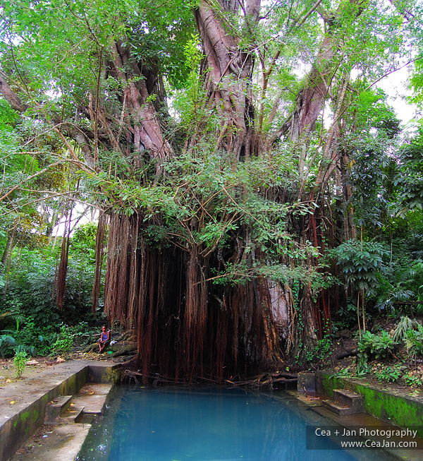 Old Enchanted Balete Tree: Old Enchanted Balete Tree