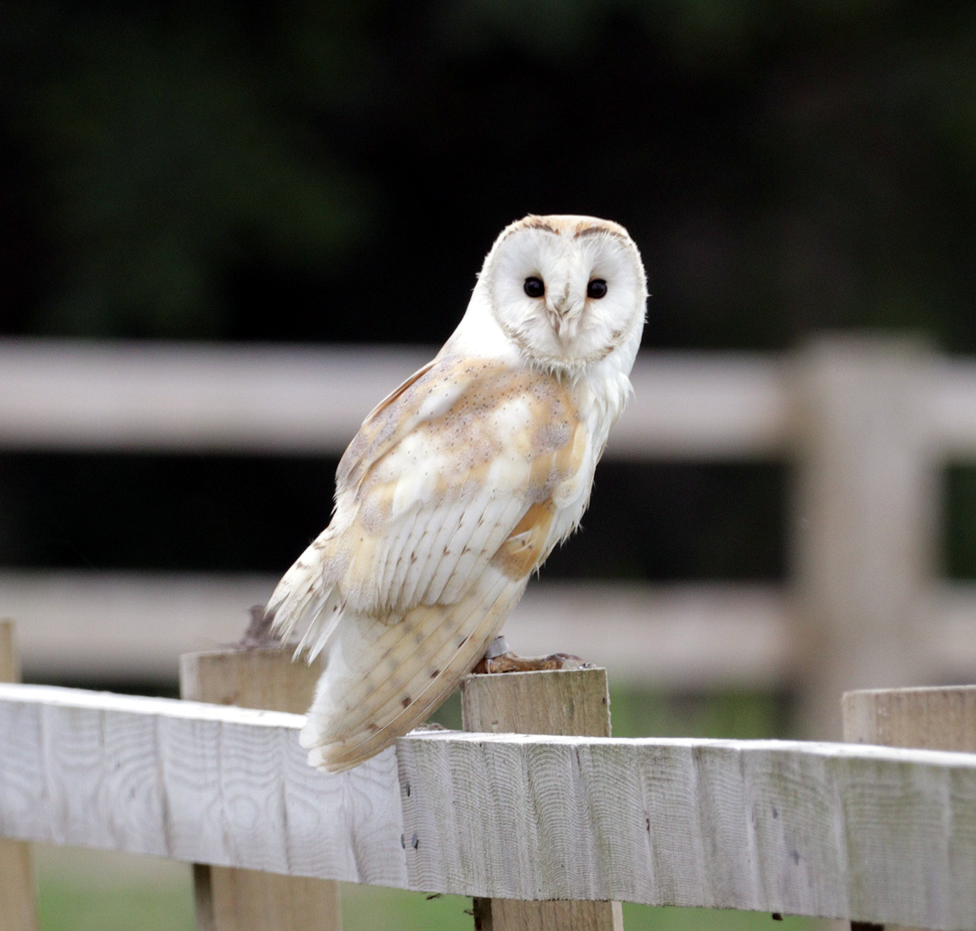 Another Bird Blog: Outsmarted