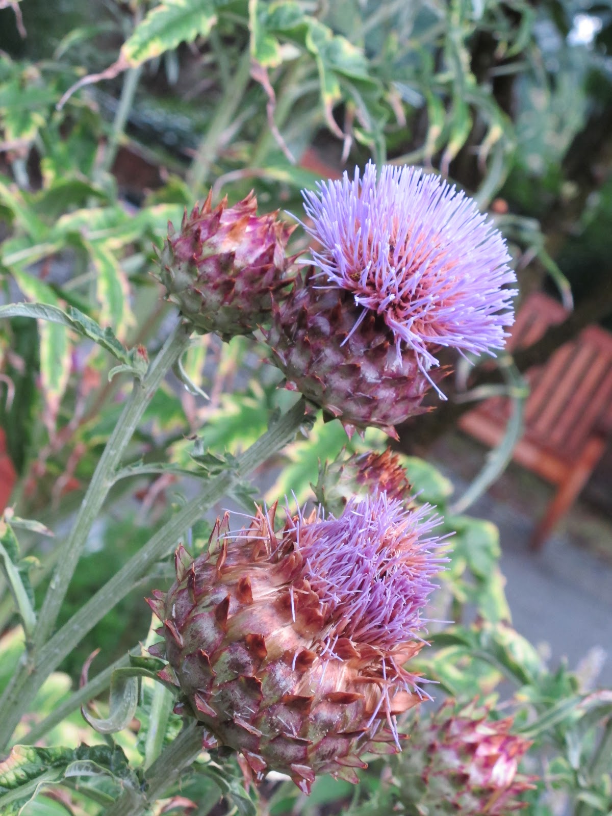 Penn State Extension Philadelphia Master Gardeners : Uncommon crops ...